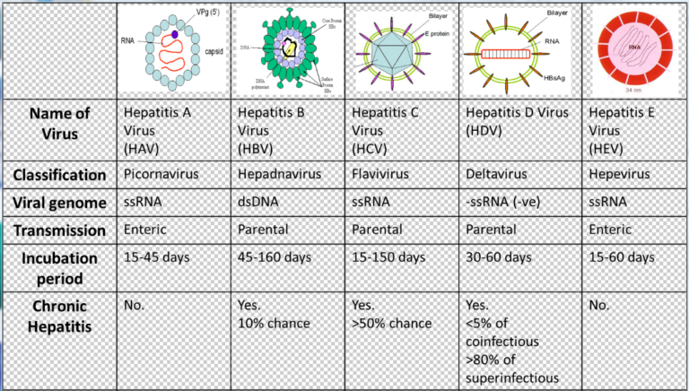 HEPATITIS | MetroHealth HMO